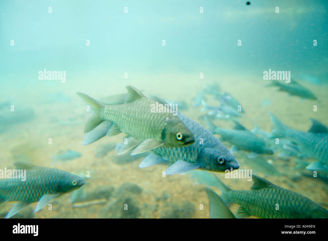 Afrique Kenya Tsavo West National Park vue sous-marine de tilapias et ...