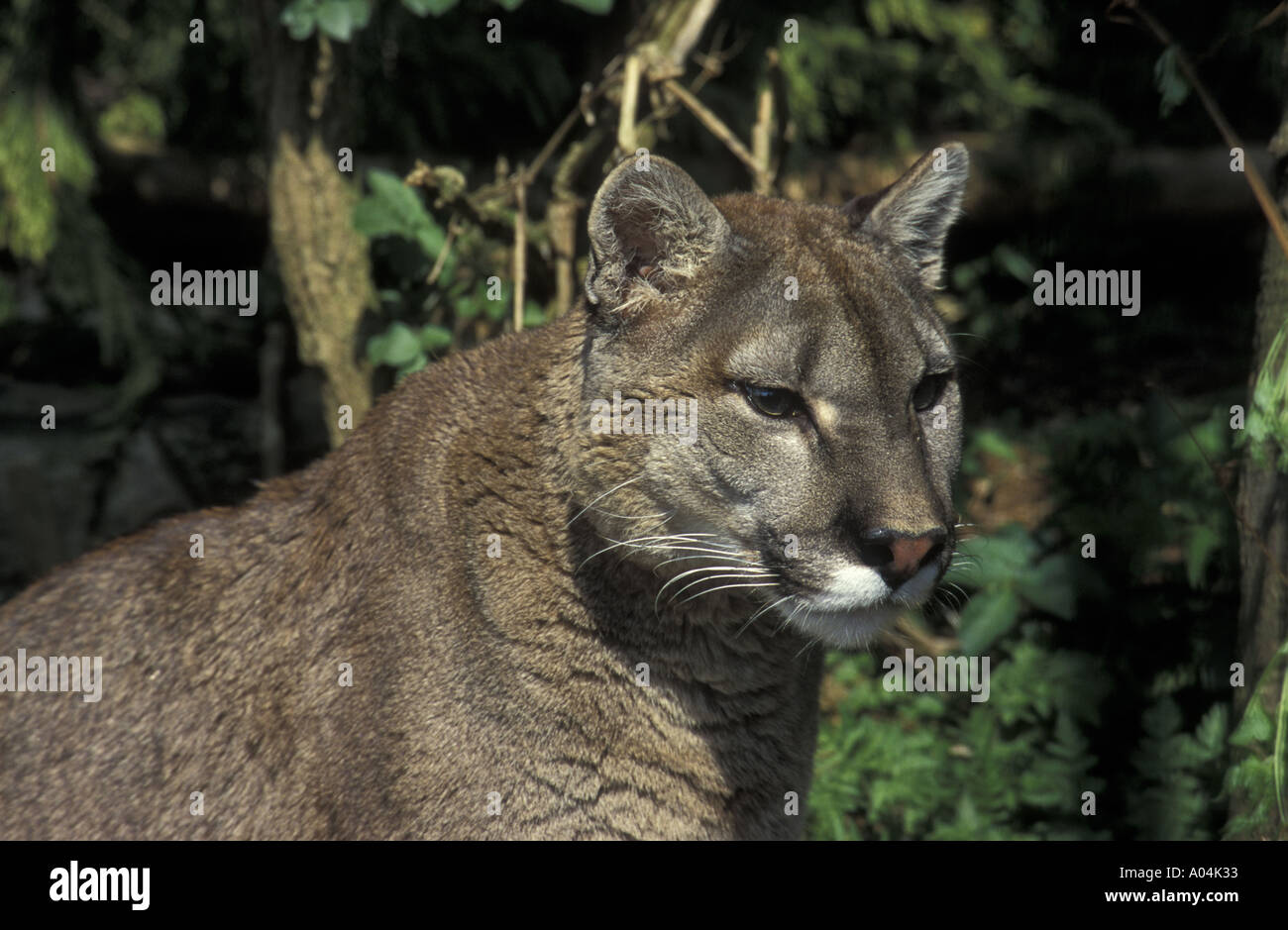 Puma fur Banque de photographies et d’images à haute résolution - Alamy