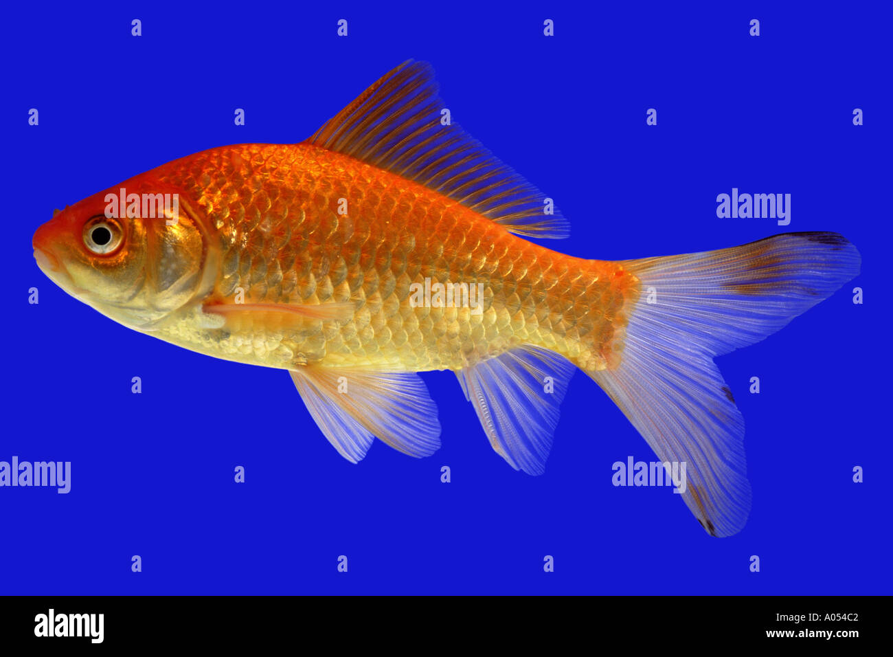 Le poisson rouge Banque de photographies et d’images à haute résolution ...