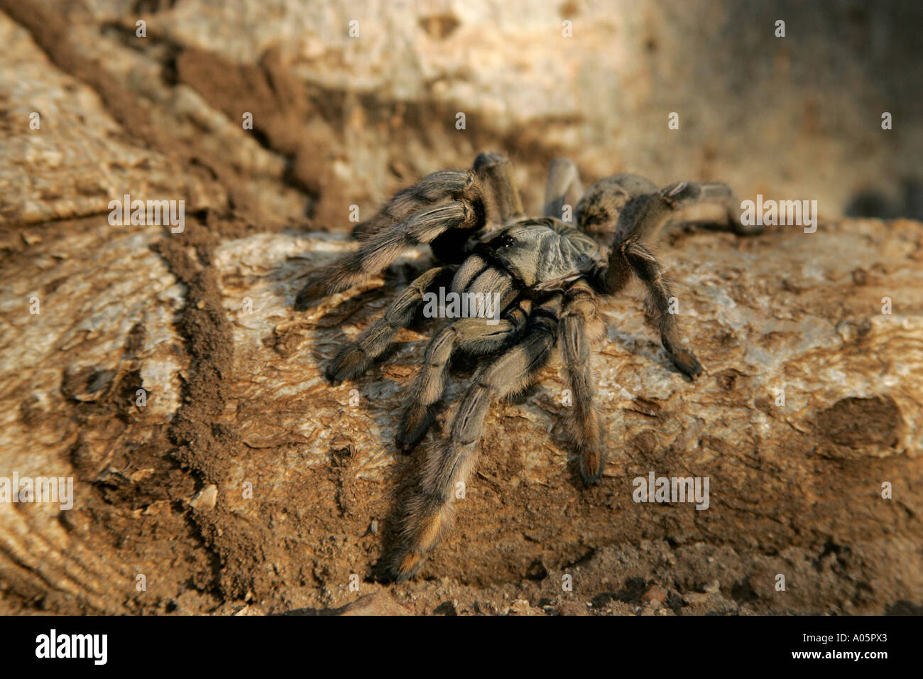 Baboon spider africa Banque de photographies et d’images à haute ...