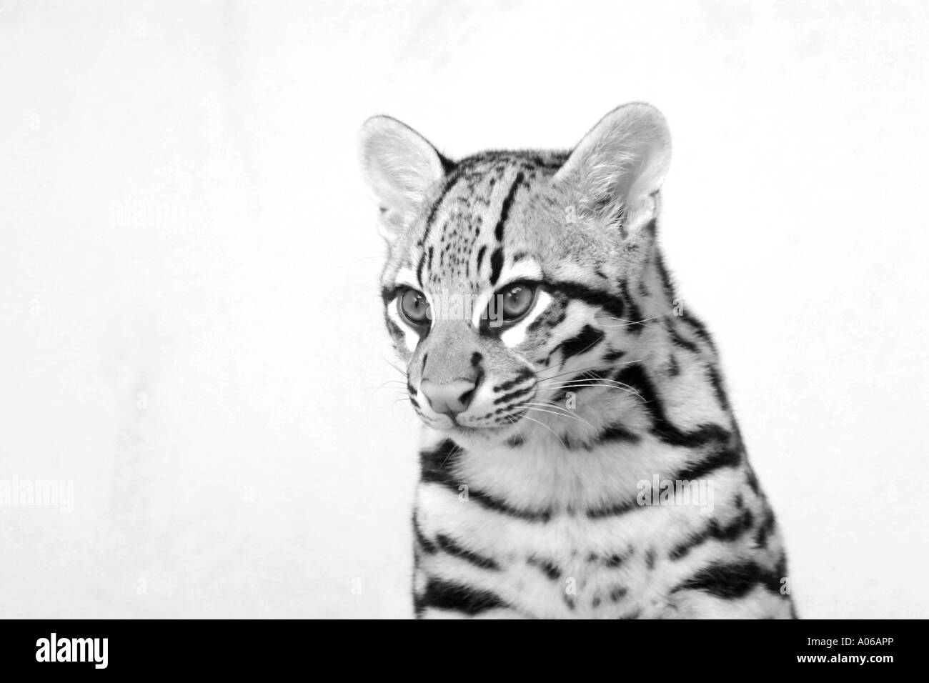 Taches noires stries et rayures Banque de photographies et d’images à haute résolution - Alamy