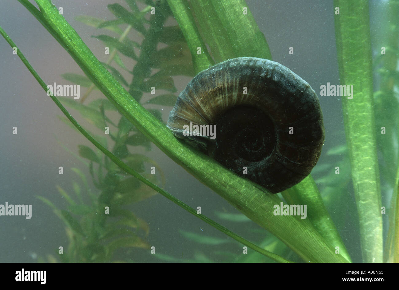 Planorbis corneus Banque de photographies et d’images à haute ...