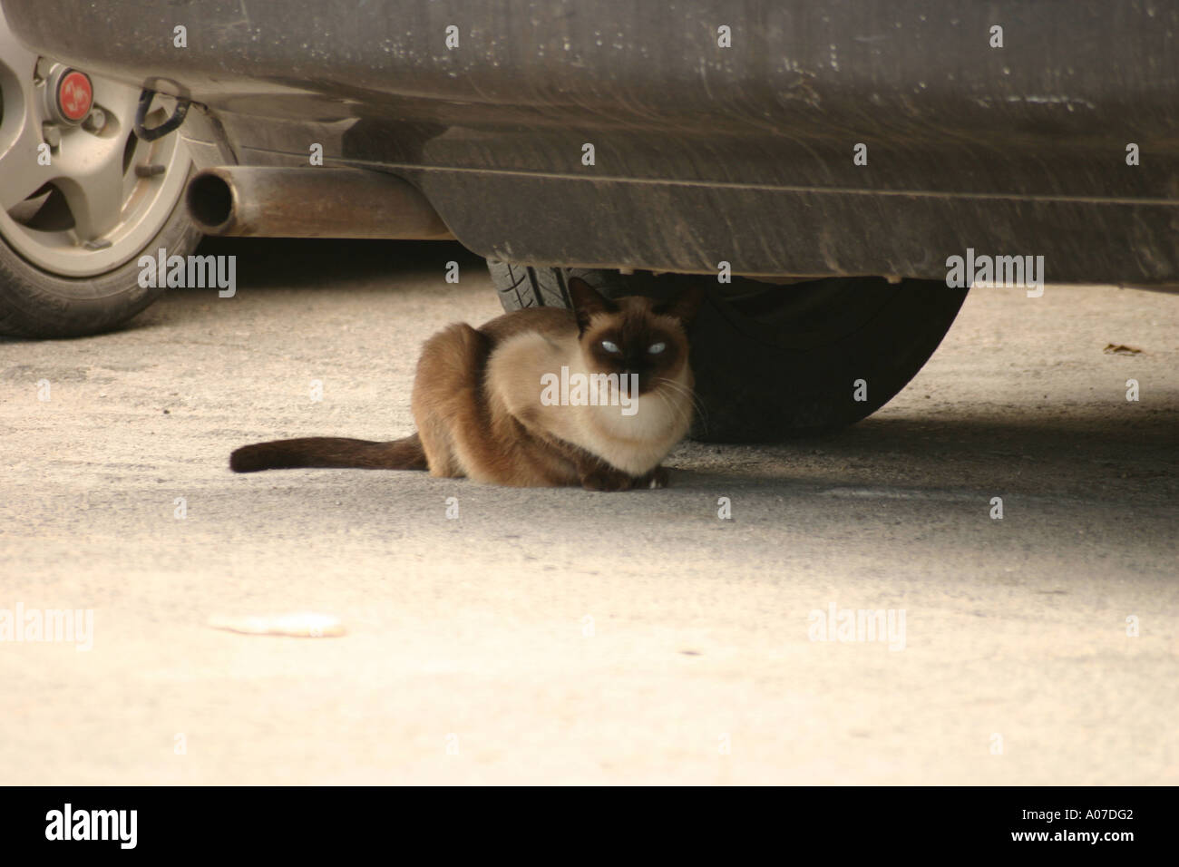 Wild cat crete greece Banque de photographies et d’images à haute ...
