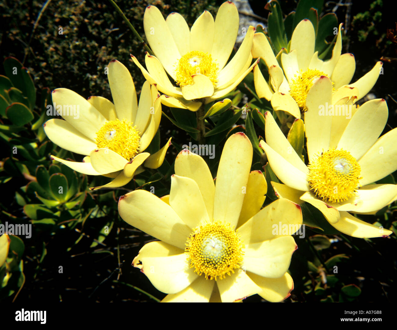 Fleur de cocarde Banque de photographies et d’images à haute résolution ...