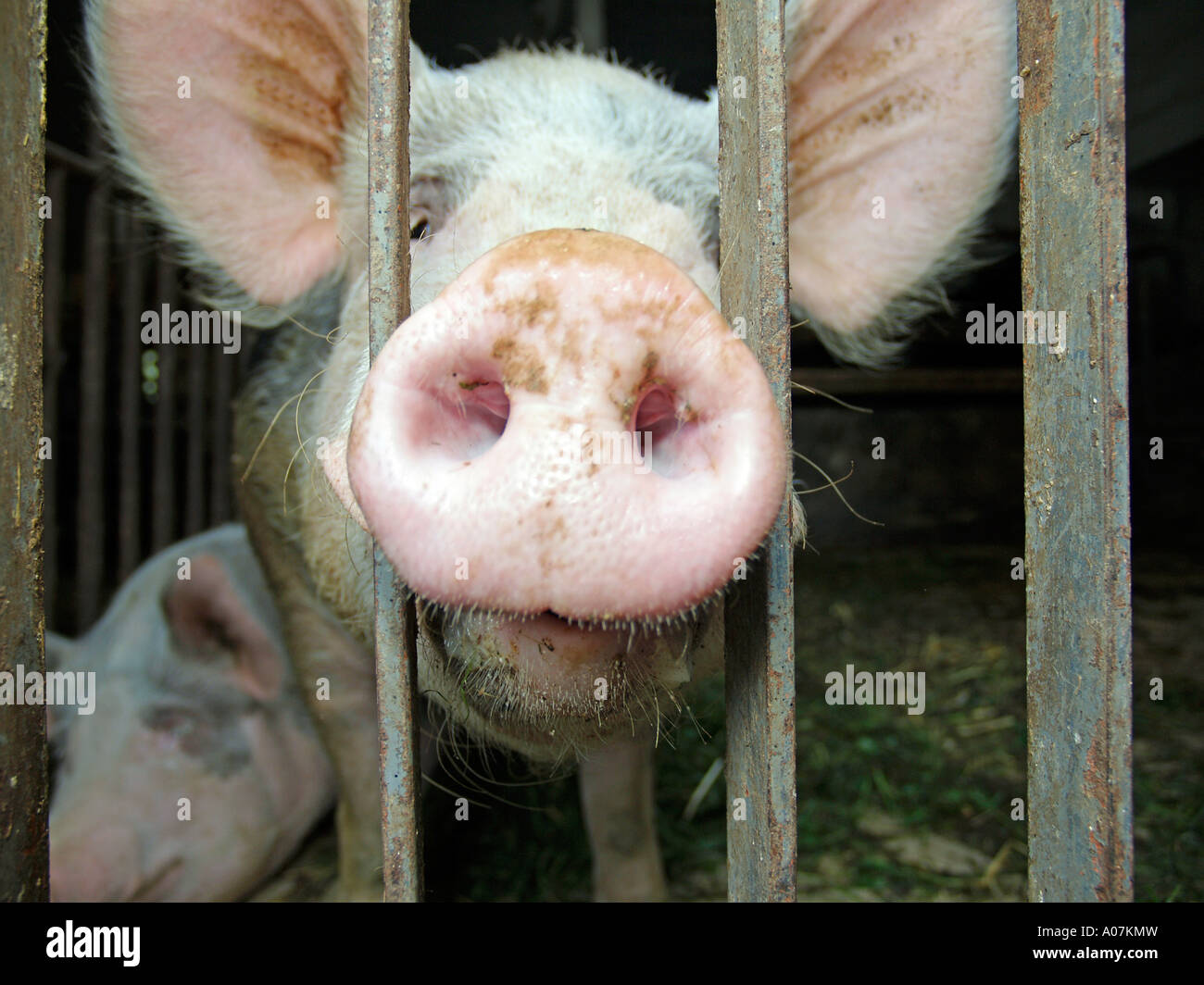 Groin Cochon Banque d'image et photos - Alamy
