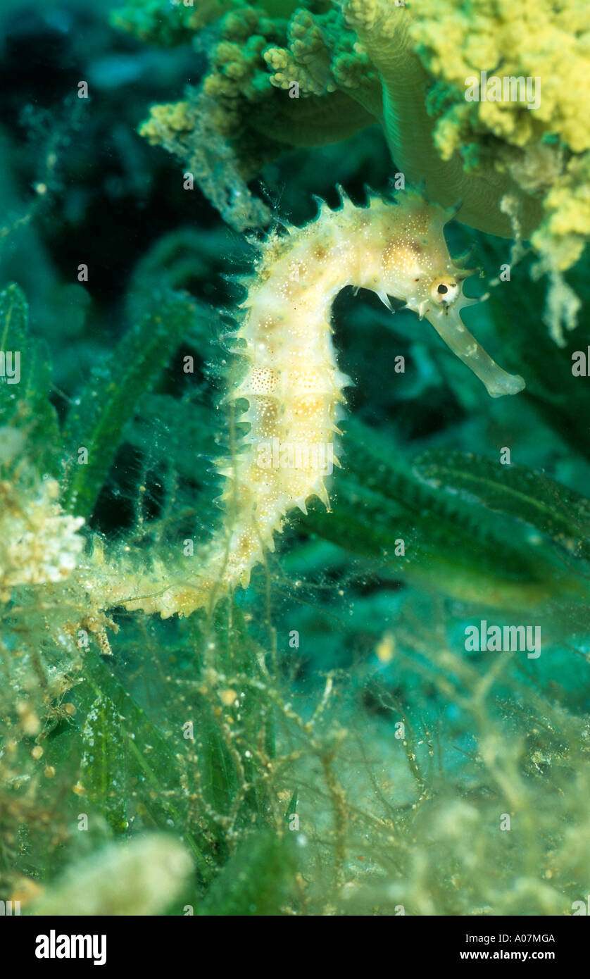 Hippocampe reproduction Banque de photographies et d’images à haute ...