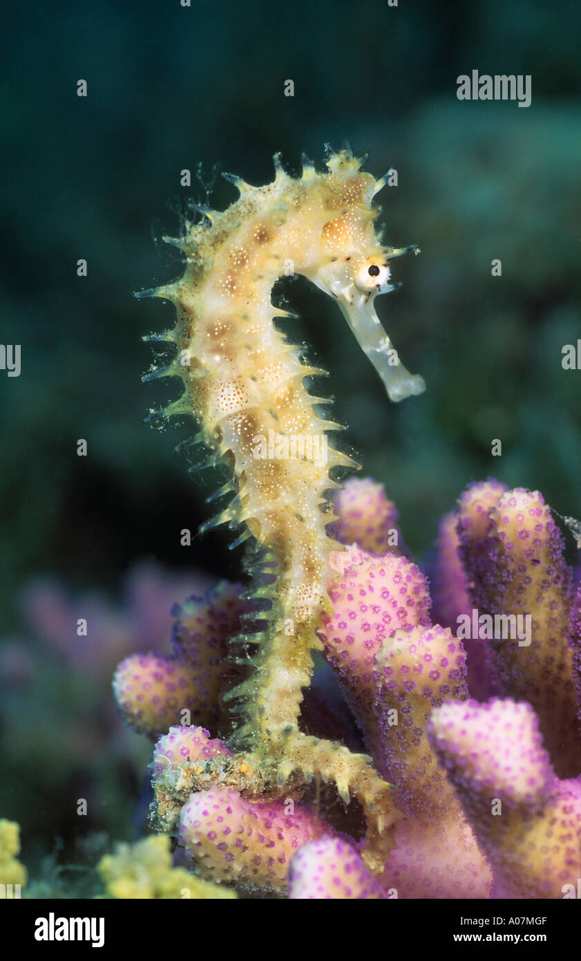 Hippocampe reproduction Banque de photographies et d’images à haute ...