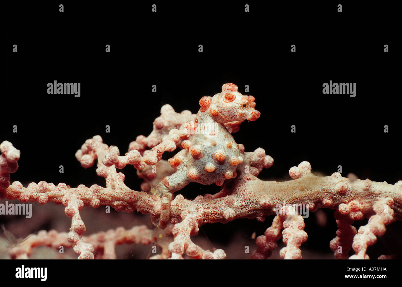 Hippocampe reproduction Banque de photographies et d’images à haute ...