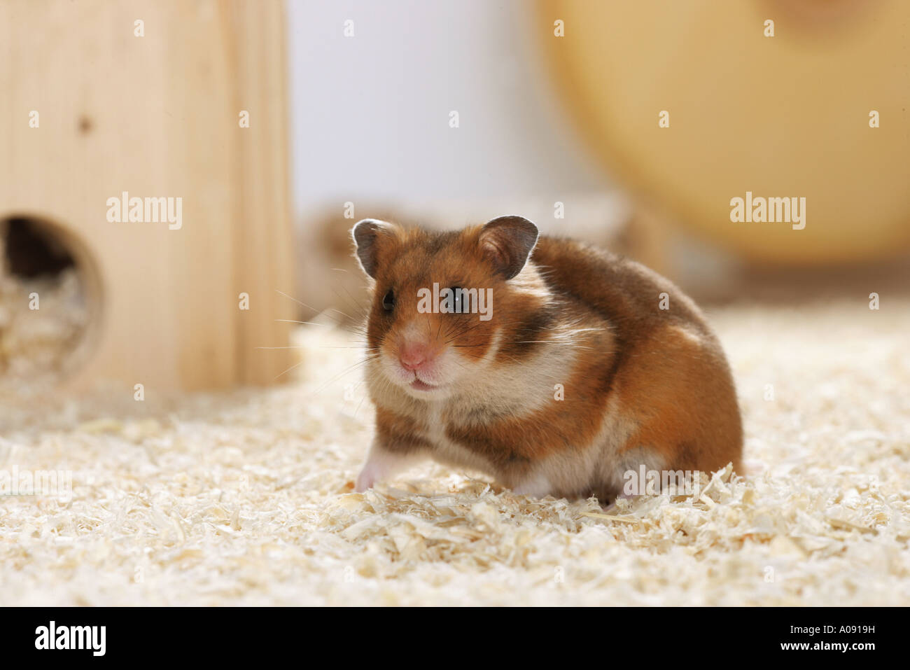 Golden hamster mesocricetus auratus standing Banque de photographies et ...