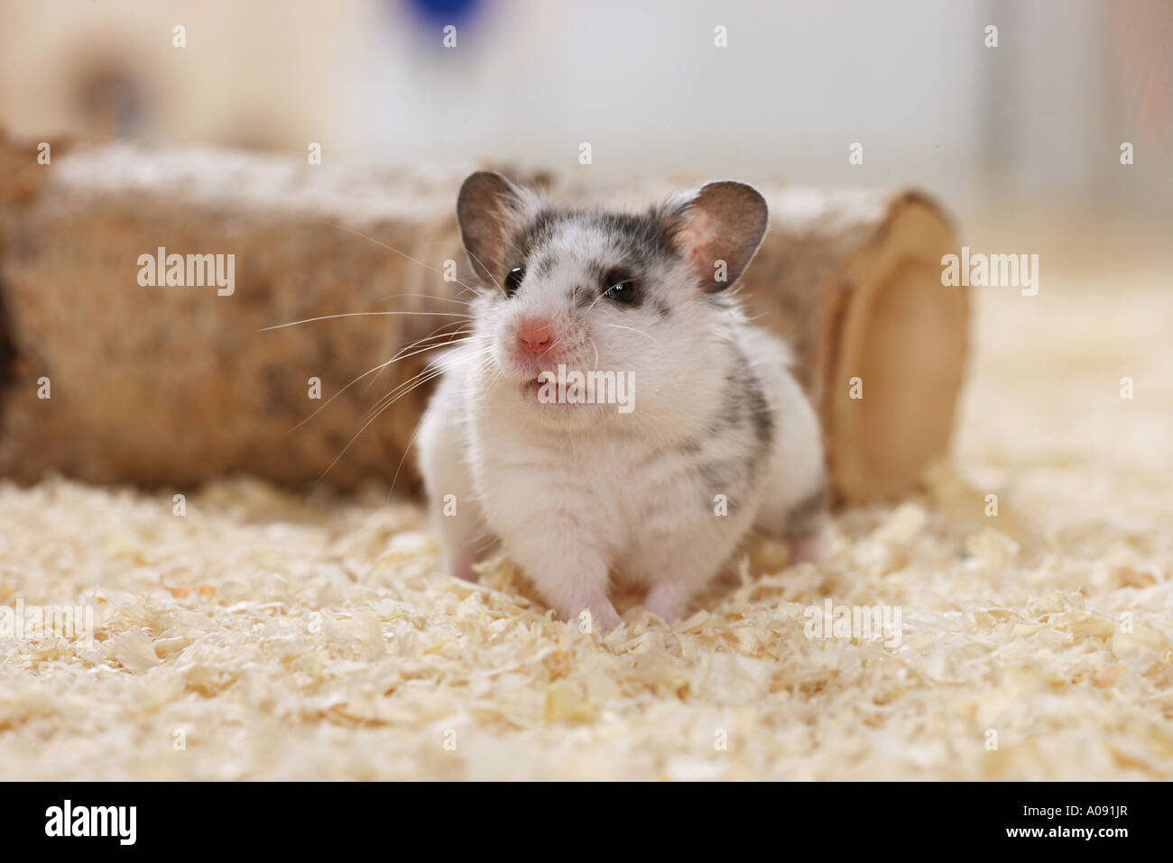 Golden hamster mesocricetus auratus standing Banque de photographies et ...