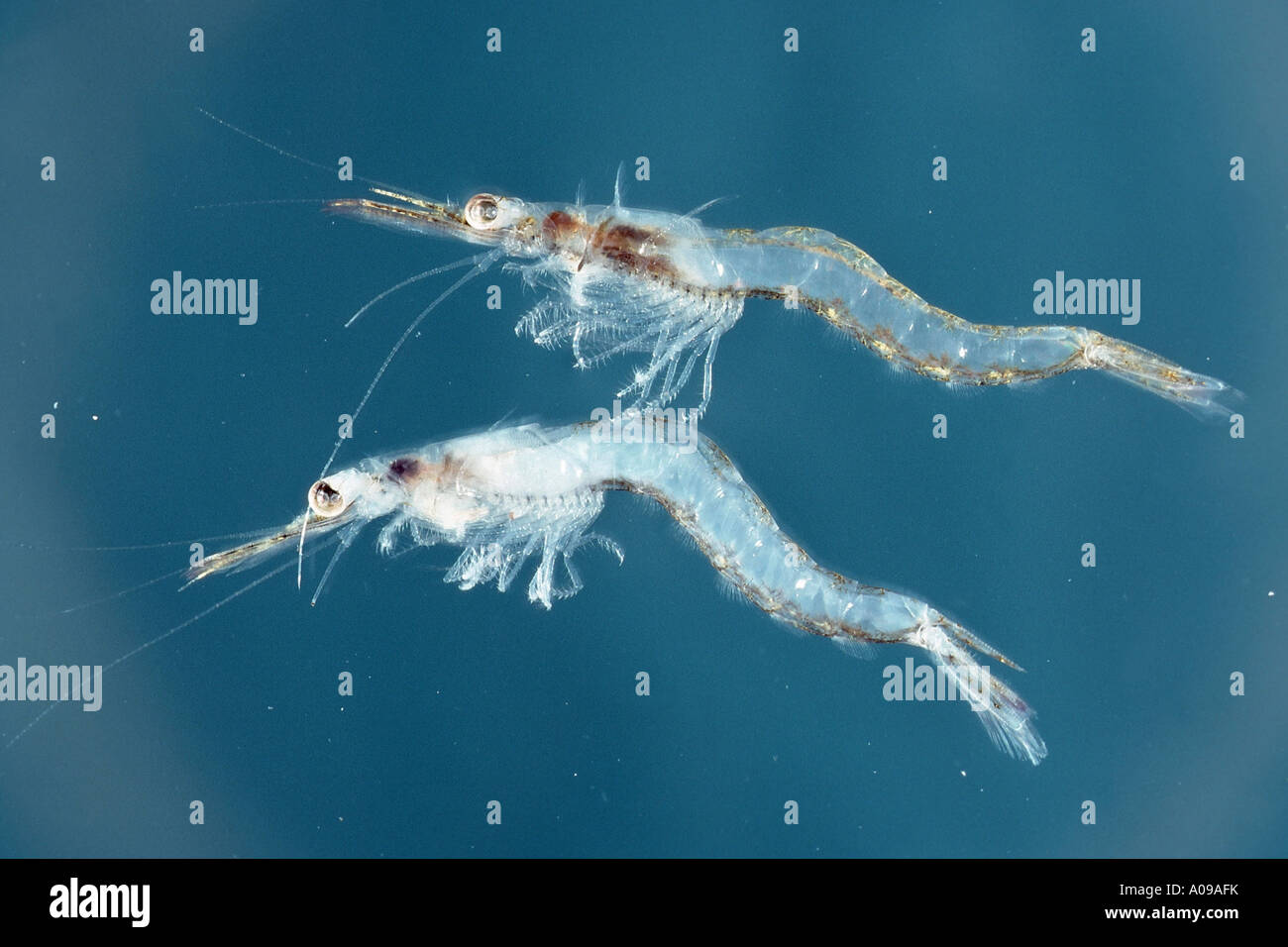 Krill baleine, le krill antarctique (Euphausia superba Photo Stock - Alamy
