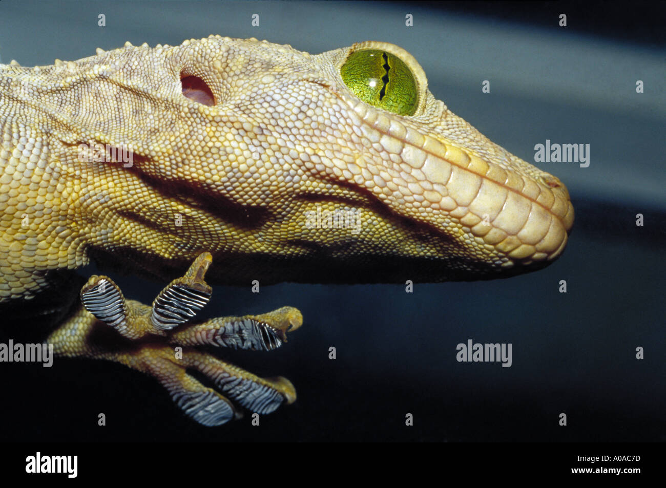 Strange lizard Banque de photographies et d’images à haute résolution ...