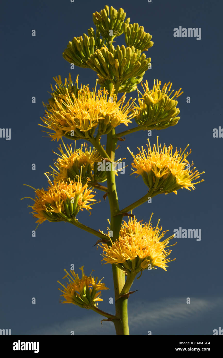 Agave en fleurs Banque de photographies et d’images à haute résolution ...