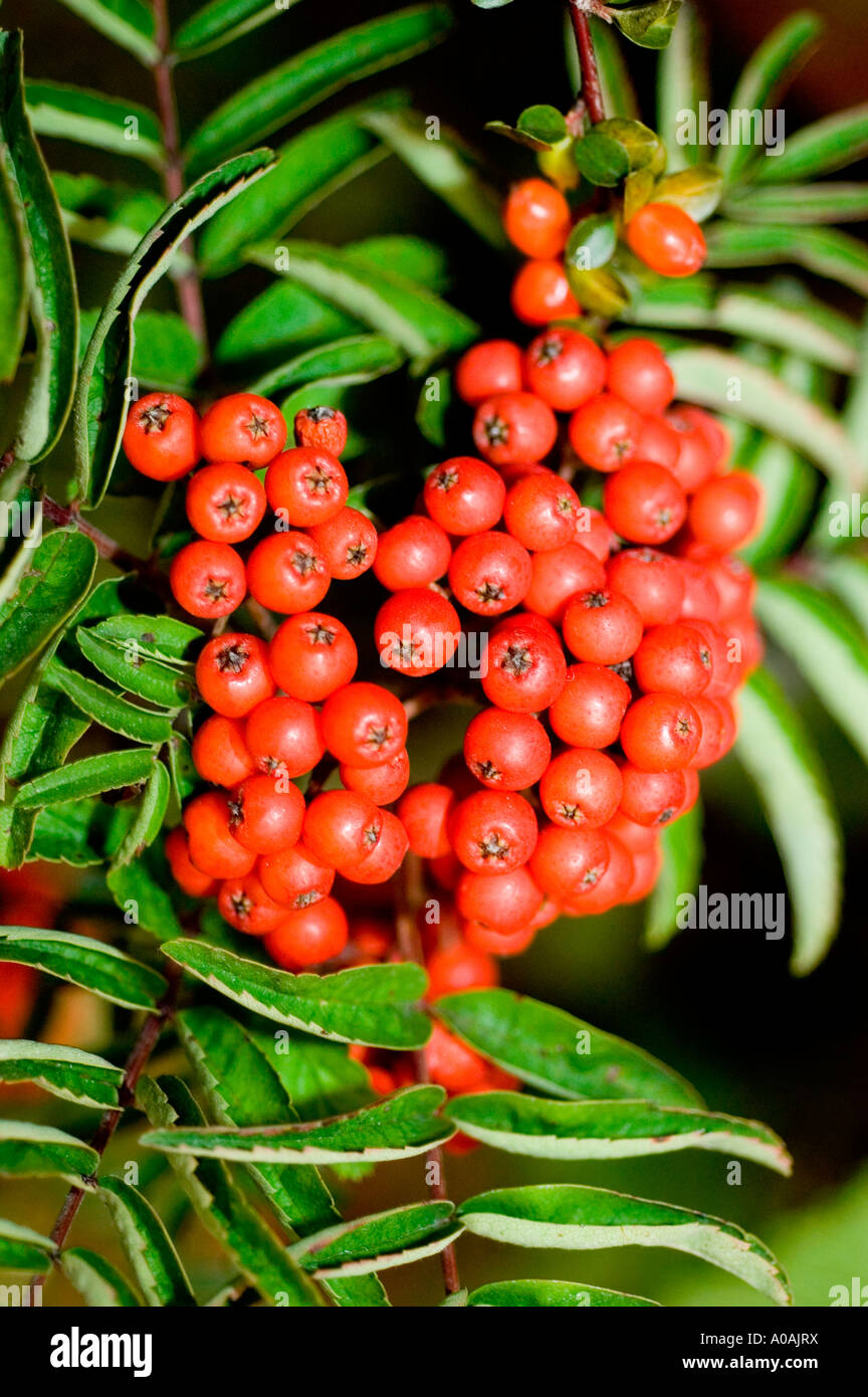 Sorbus aucuparia edulis Banque de photographies et d’images à haute ...