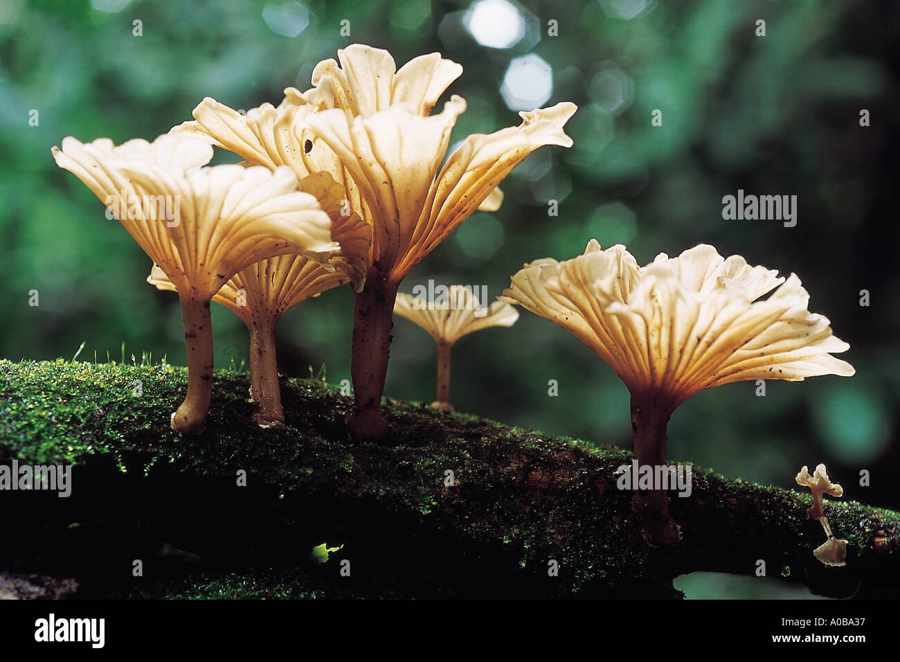 Consistance des couleurs Banque de photographies et d’images à haute ...