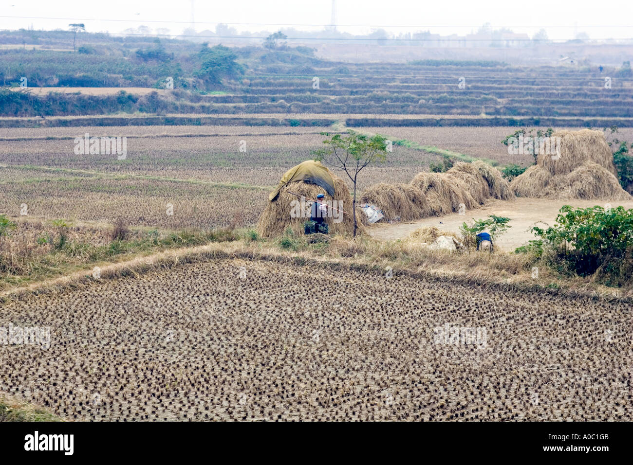Bassin du Yangzi CHINE travailleurs agricoles chinois grain Battage à ...