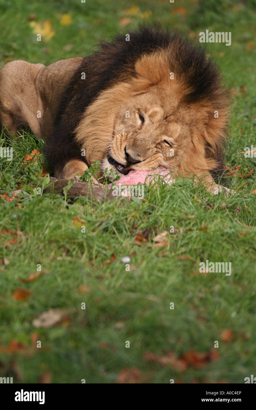 Lion chewing Banque de photographies et d’images à haute résolution - Alamy