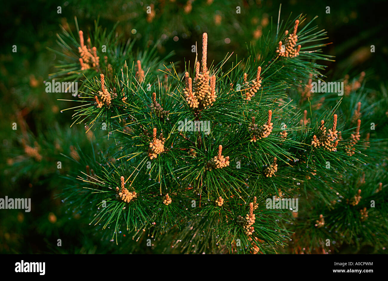 Feuilles et fleurs de pin pinus sp Banque de photographies et d’images ...