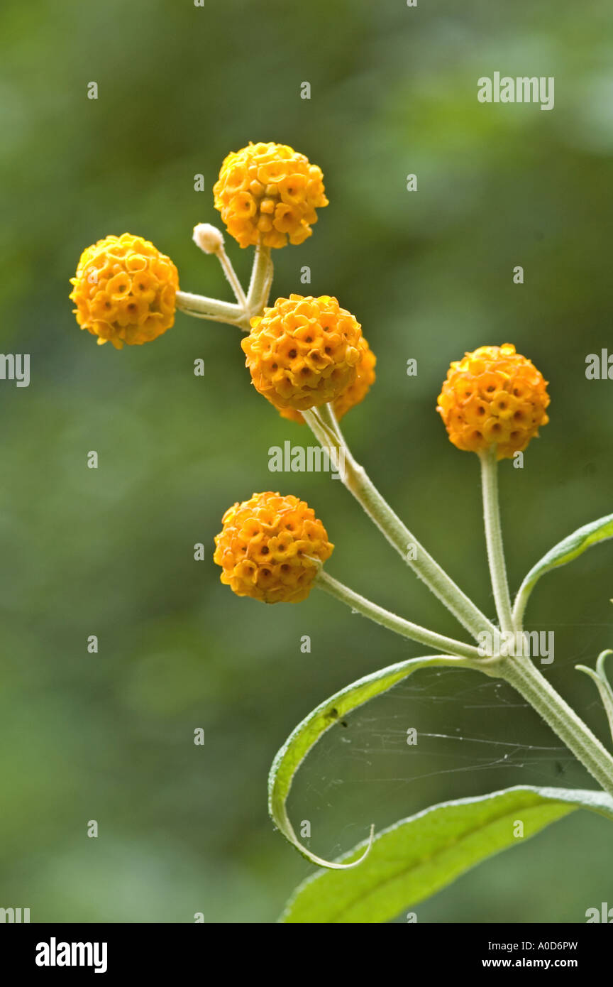 Buddleia globosa buddleja plant Banque de photographies et d’images à ...