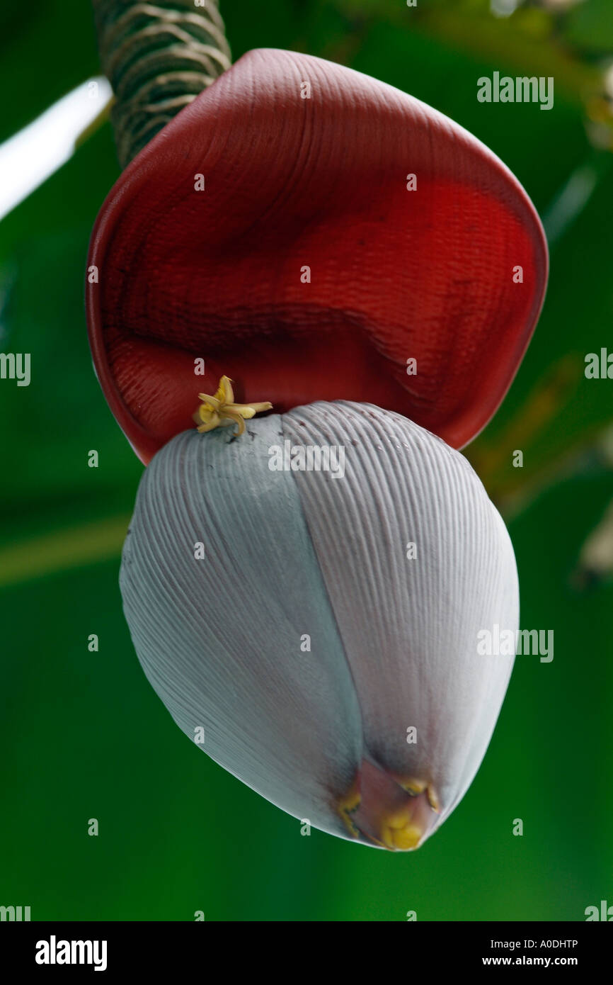 Saba plantain musa spp une banane comme un fruit tropical Banque de ...