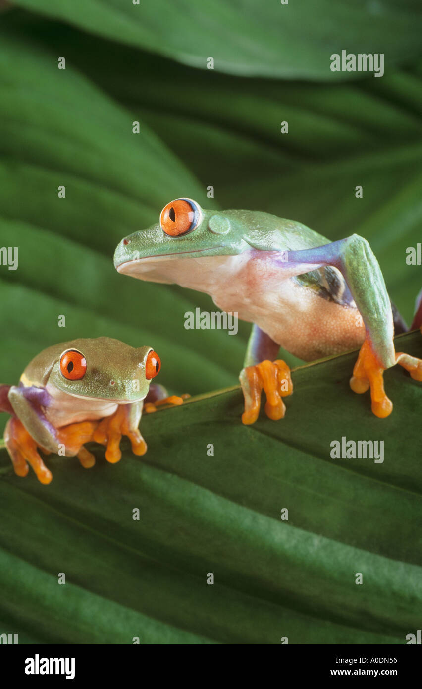 Grosse grenouille aux grands yeux Banque de photographies et d’images à ...