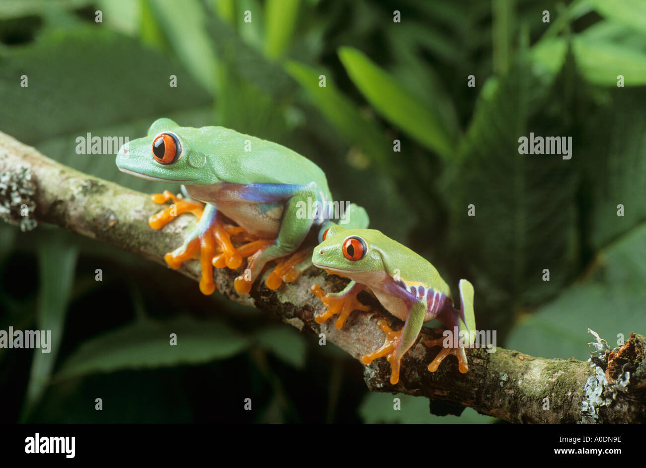 Grosse grenouille aux grands yeux Banque de photographies et d’images à ...