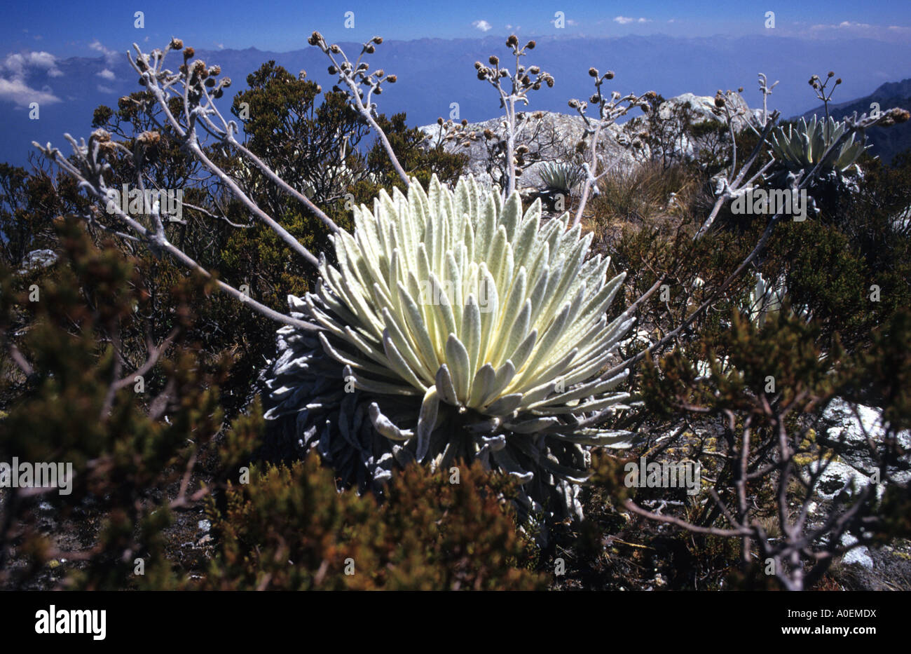 Frailejon plant Banque de photographies et d’images à haute résolution ...