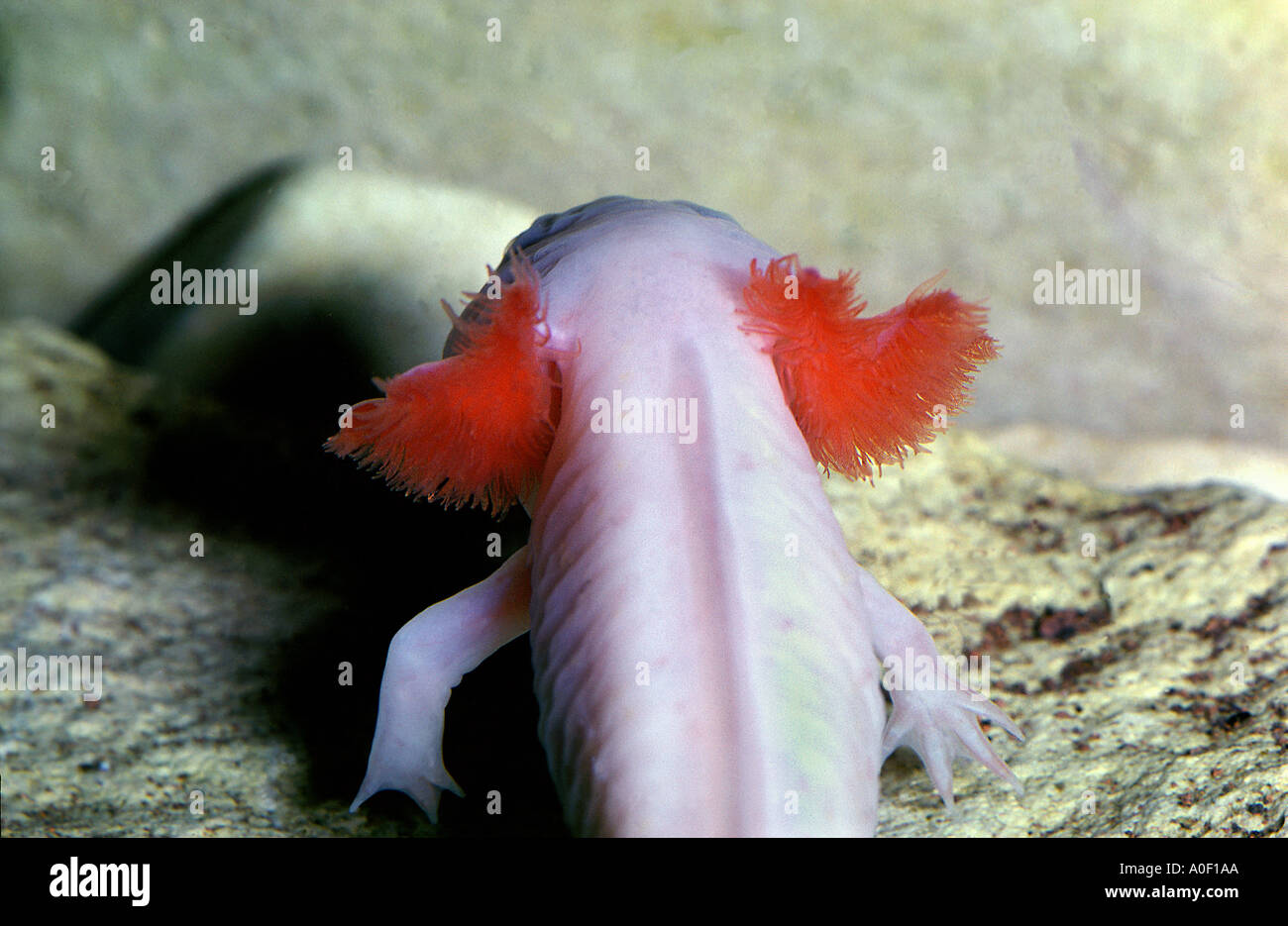 L'axolotl mexicain rouge albinos des branchies externes plumeuses ...