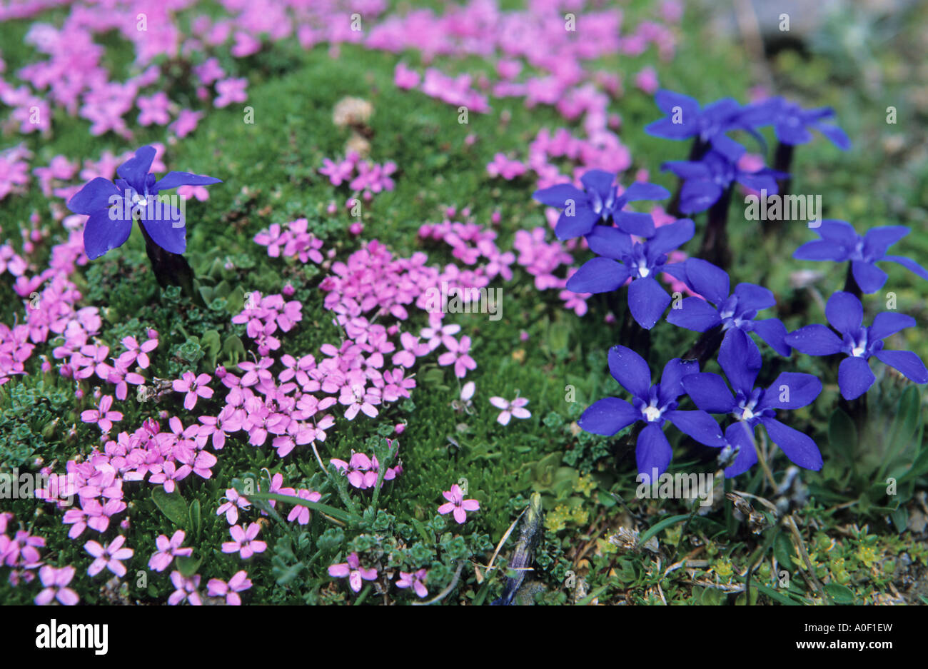 Silene acaulis Silène acaule Gentiane bleue avec coussin Genciana Photo ...