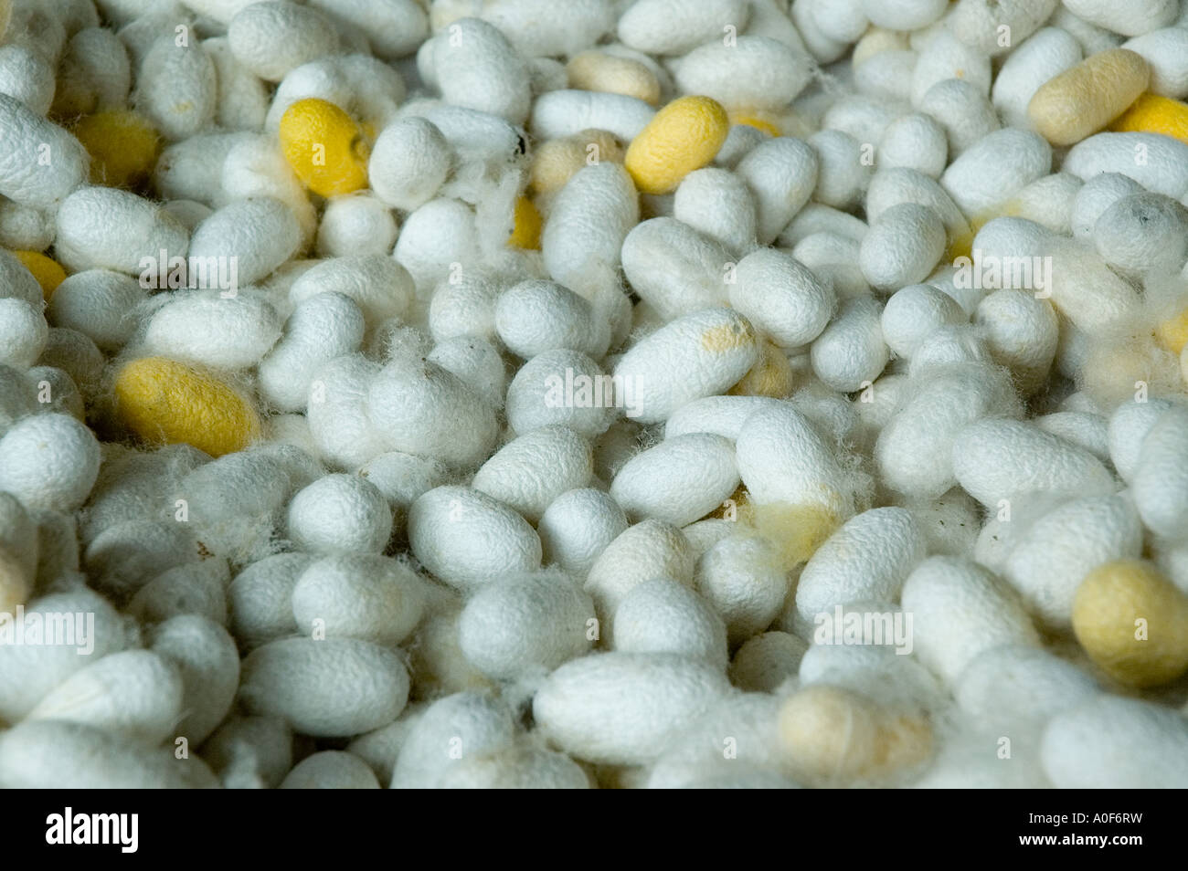 Larve cocon Banque de photographies et d’images à haute résolution - Alamy