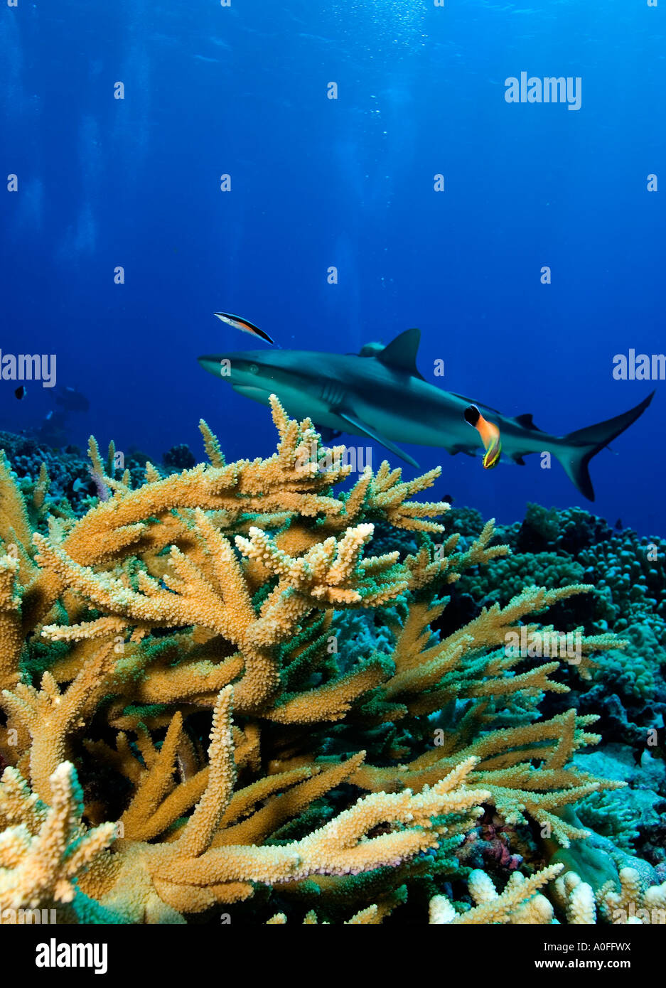Carcharhinus sp Banque de photographies et d’images à haute résolution ...