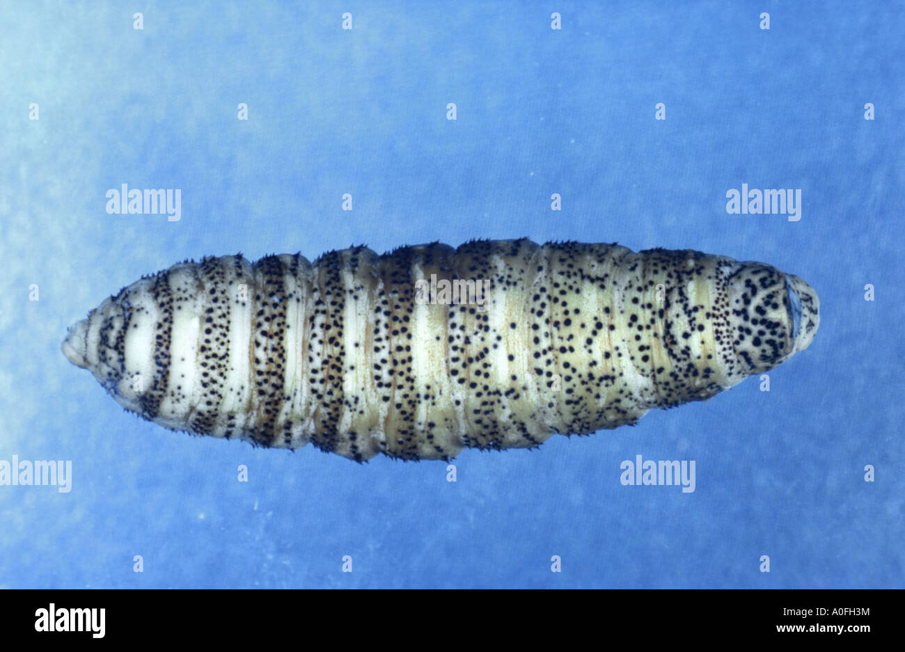 Stimulateur cephenemyia de mouche de warble Banque de photographies et ...