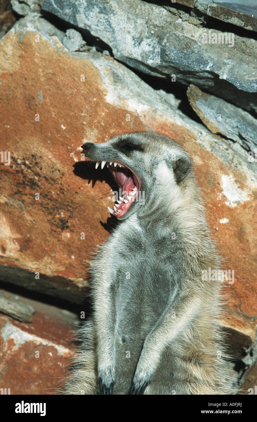 Meerkat suricata suricatta mouth open Banque de photographies et d ...
