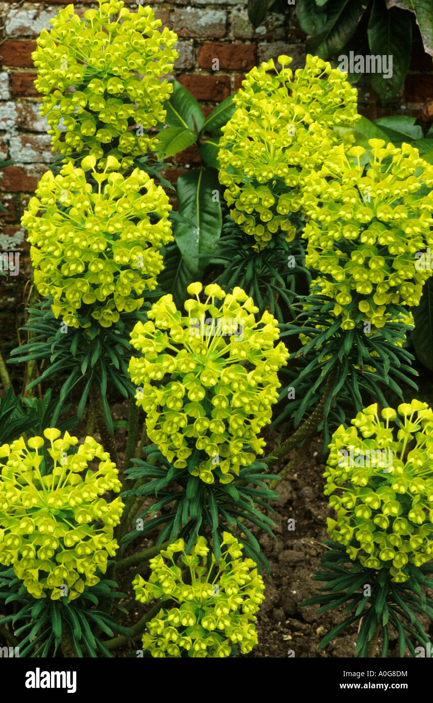 Garden plant euphorbias Banque de photographies et d’images à haute ...