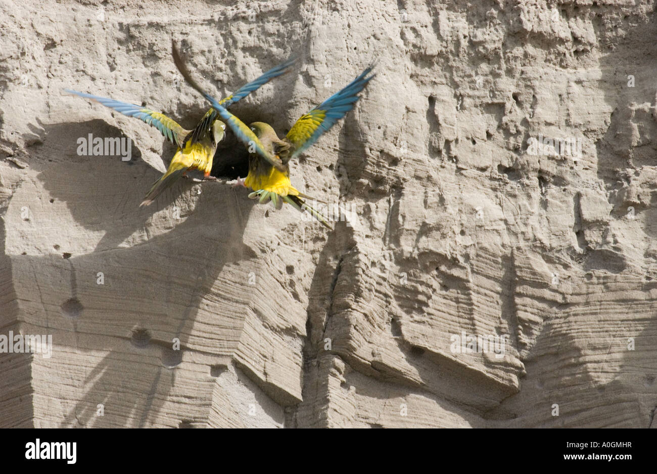 Parrot (Cyanoliseus fouisseurs p. patagonus) défend son nid contre les ...