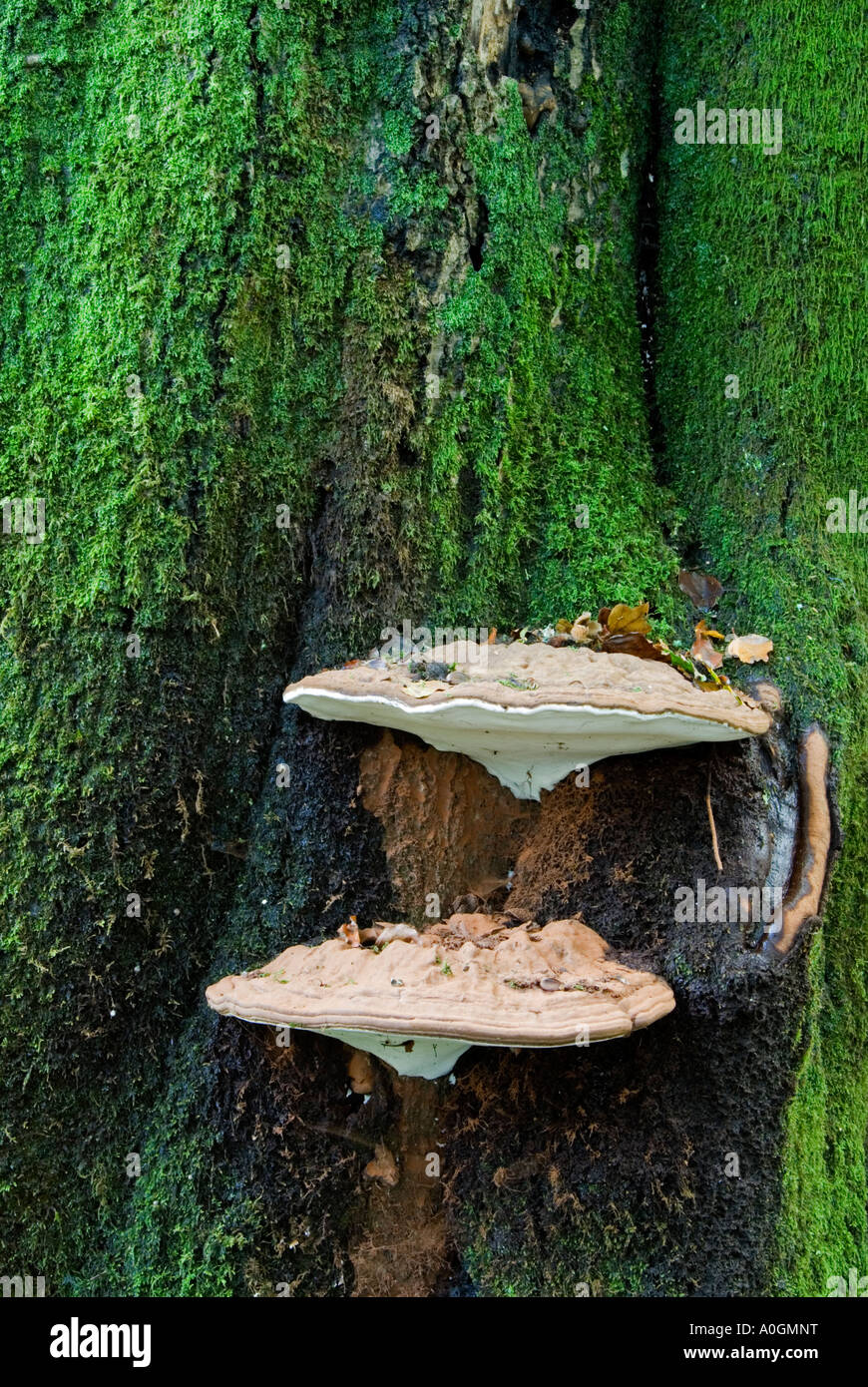 Arbre parasite Banque de photographies et d’images à haute résolution ...