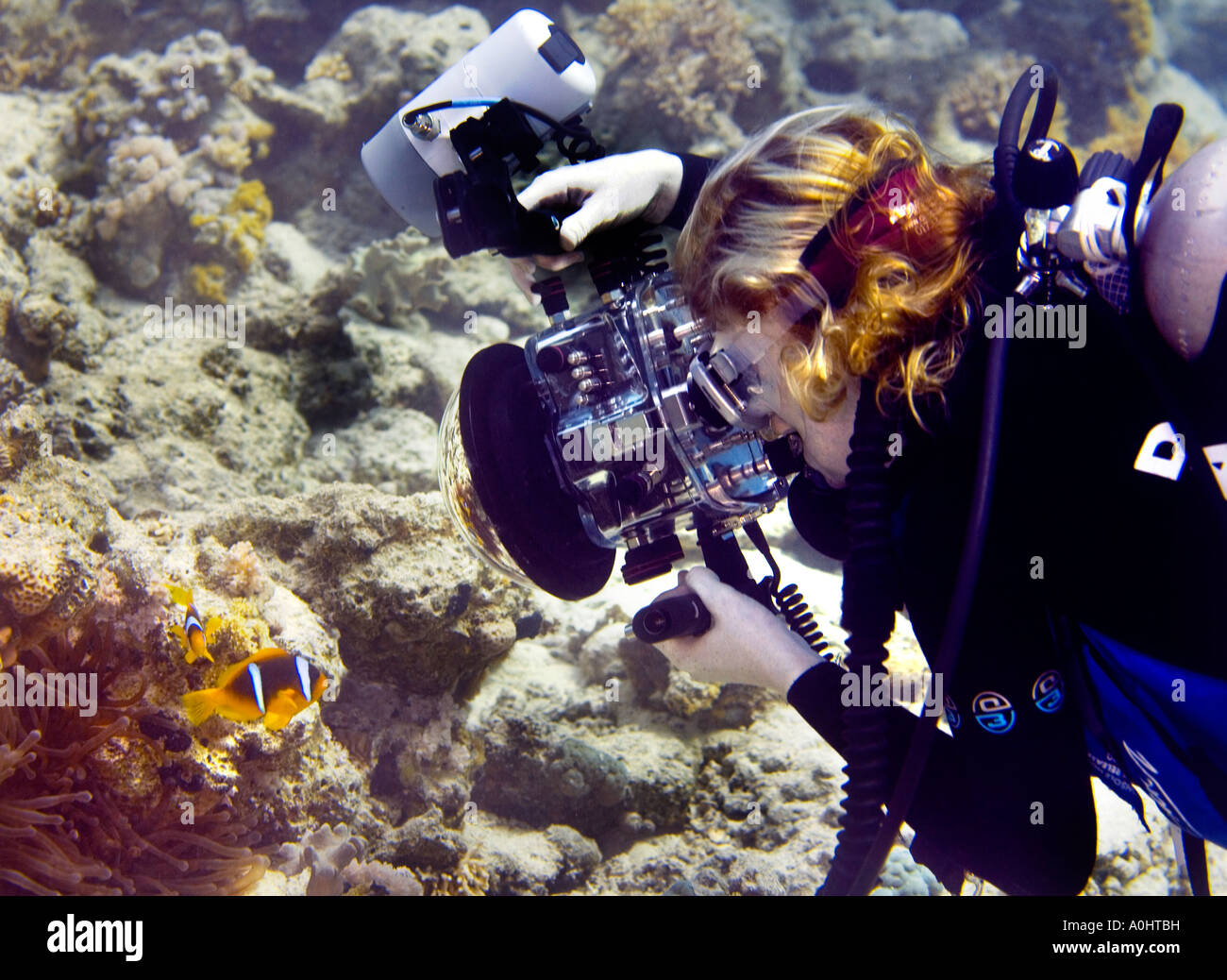 Un photographe prend une photo d'une mer rouge poissons clowns ...
