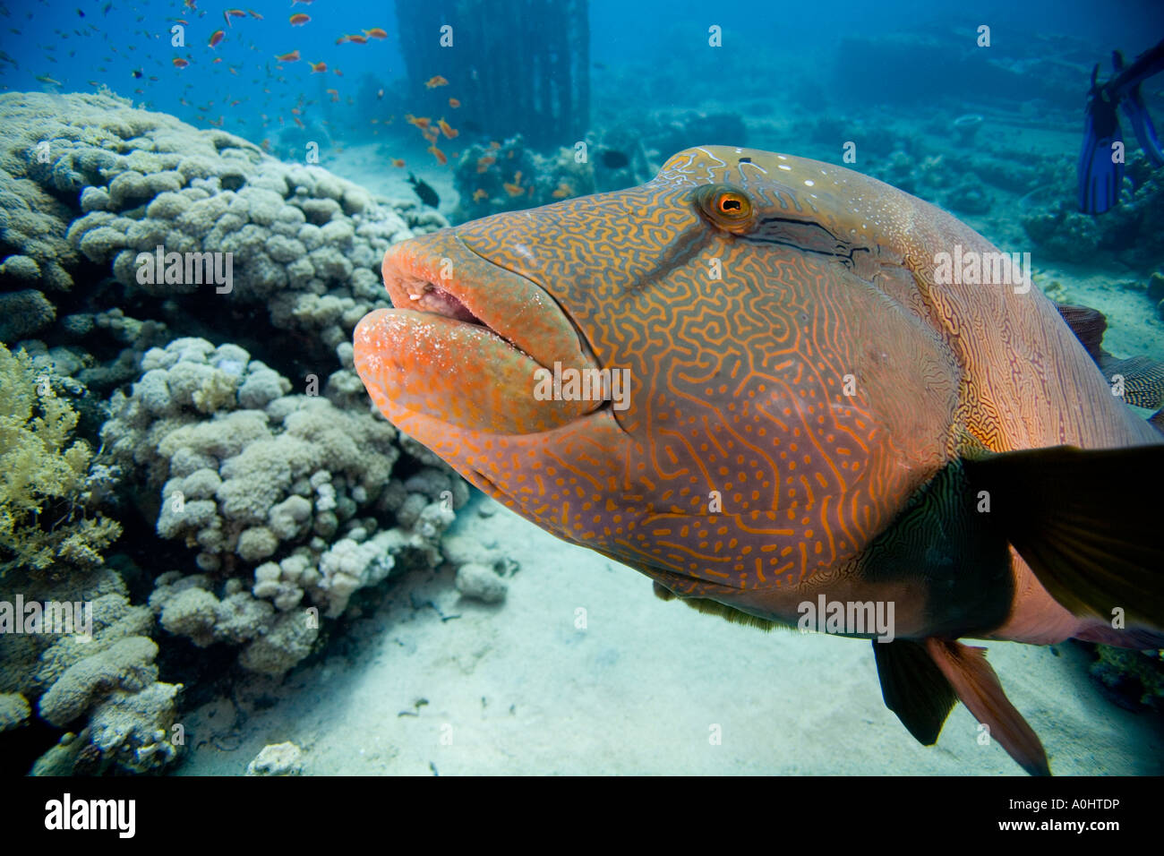 Un poisson Napoléon Cheilinus undulatus Napolian ou en Mer Rouge Egypte ...