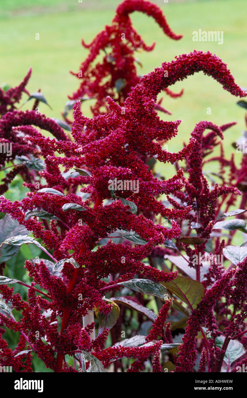 Pig weed Banque de photographies et d’images à haute résolution - Alamy