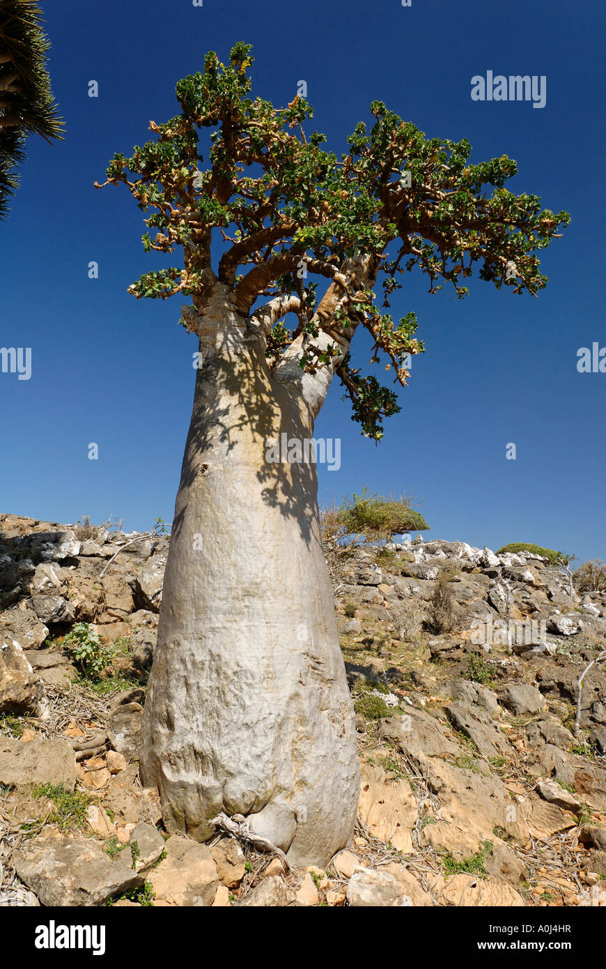 Concombre arbre socotra Banque de photographies et d’images à haute ...