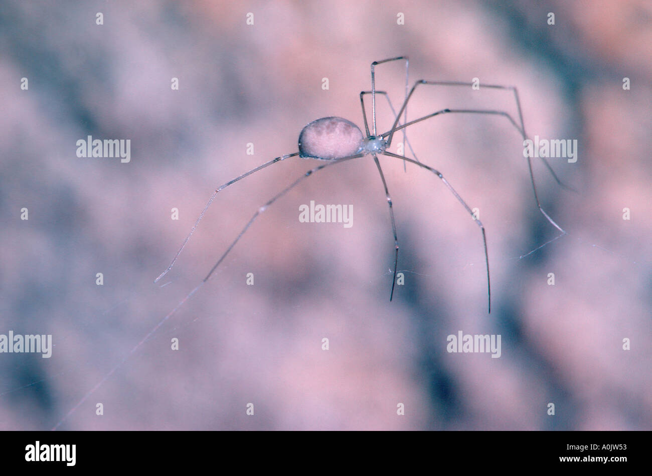 Pholcus opilionoides Banque de photographies et d’images à haute ...