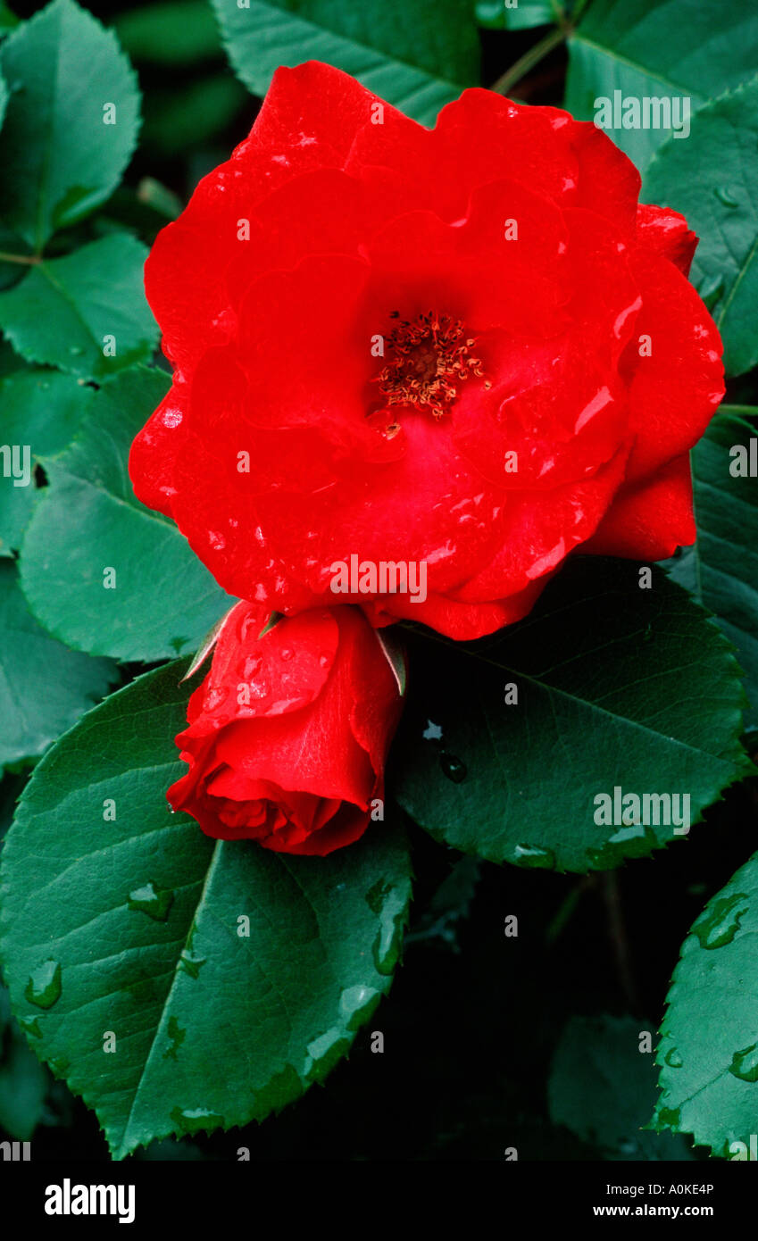 Rose royale Banque de photographies et d’images à haute résolution - Alamy