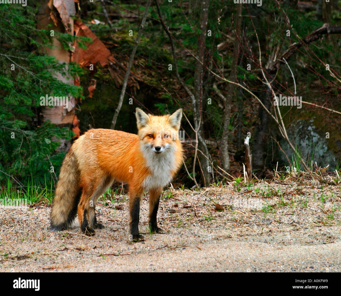 Vulpes vulpes linnaeus Banque de photographies et d’images à haute ...