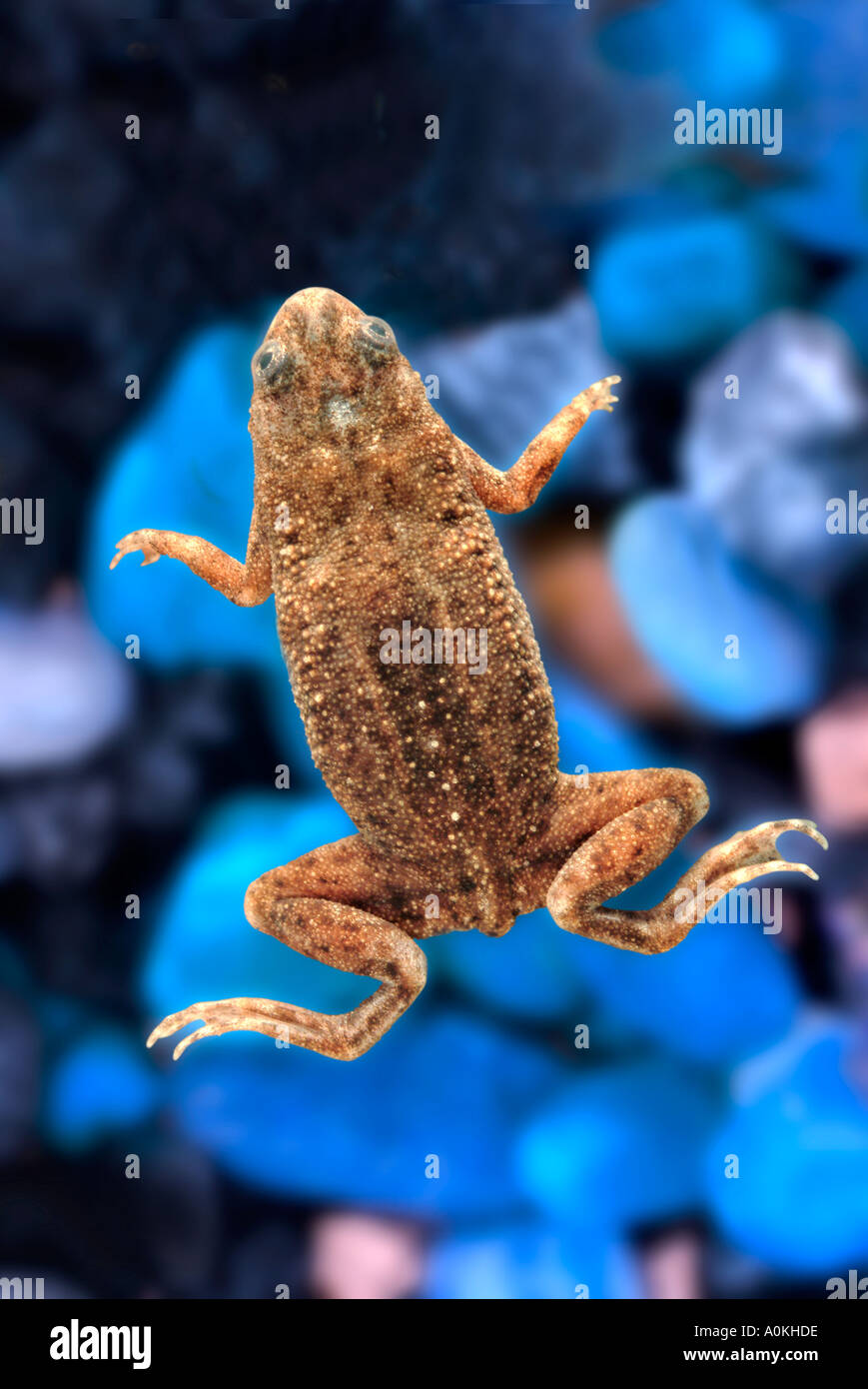 Grenouille naine africaine Banque de photographies et d’images à haute ...