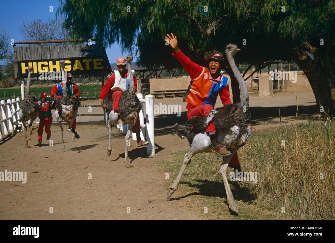 Autruche jockey Banque d'image et photos - Alamy