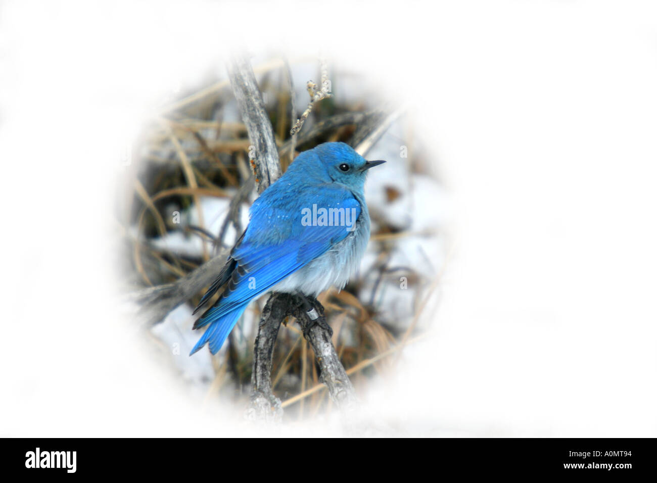 Santuario de flora y fauna Banque d'images détourées - Alamy