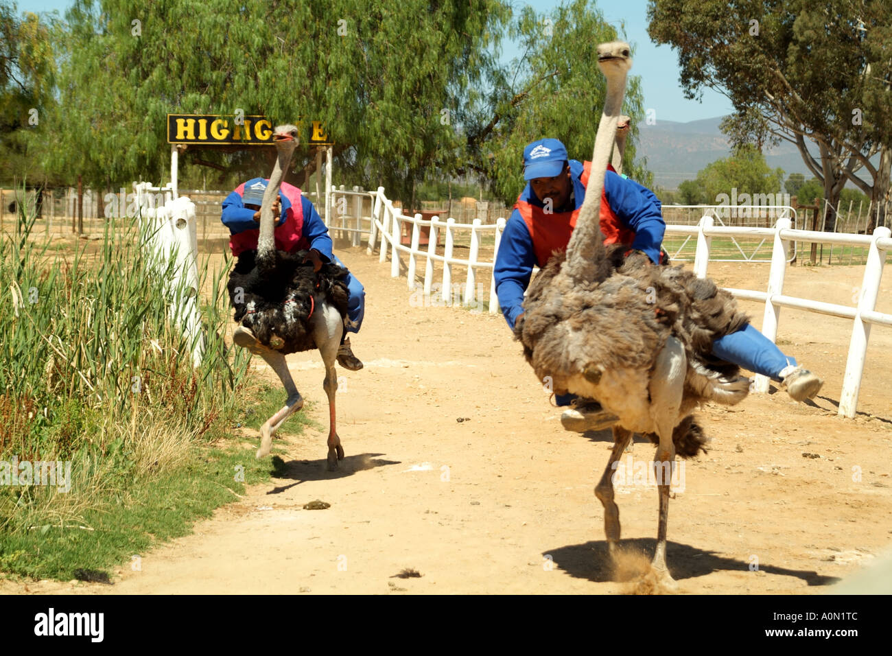 Autruche jockey Banque d'image et photos - Alamy