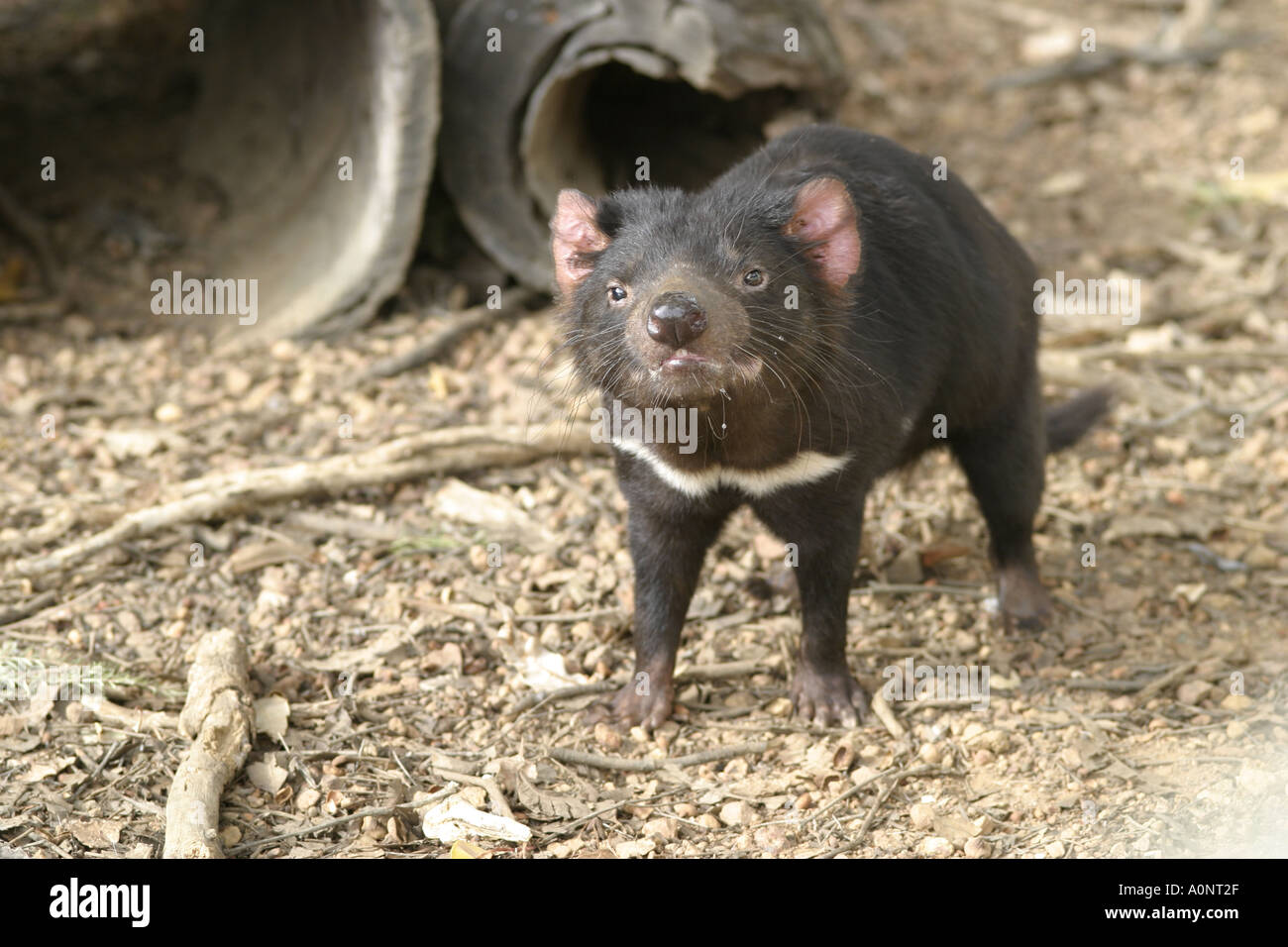 Taz tasmanian diable Banque de photographies et d’images à haute ...