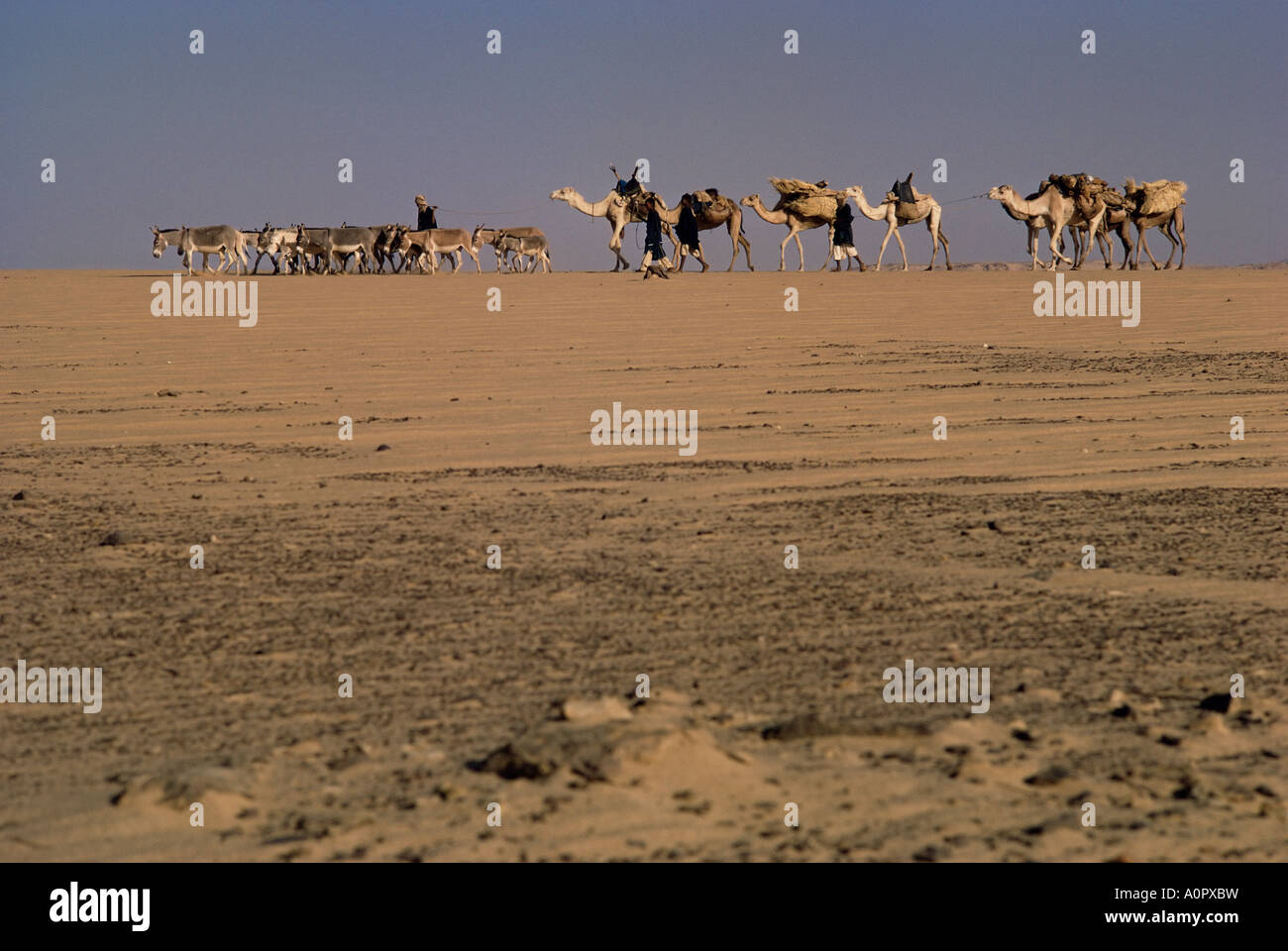 Touaregs ses chameaux Banque de photographies et d’images à haute ...