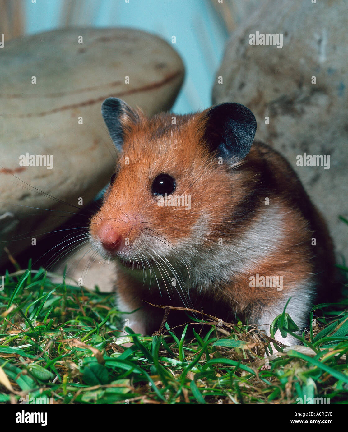 Golden hamster mesocricetus auratus standing Banque de photographies et ...